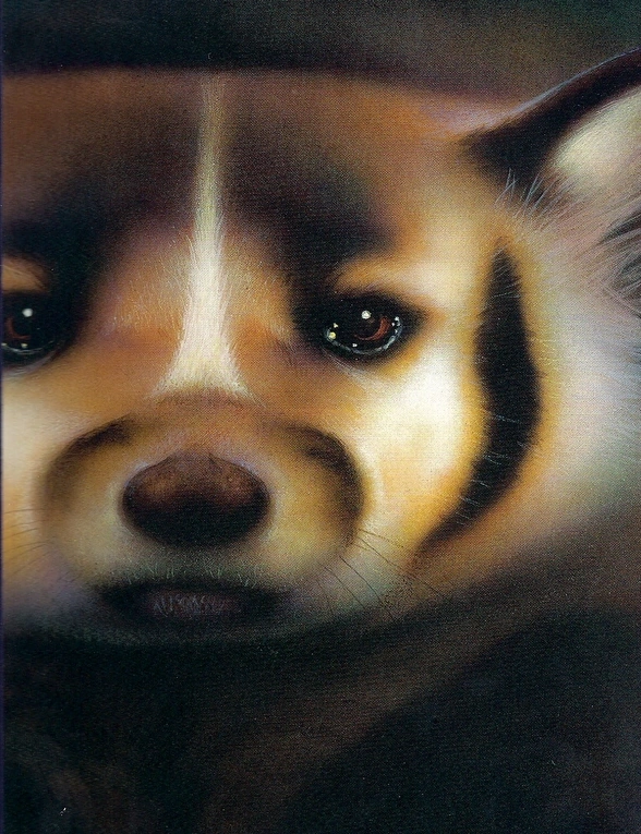 Midnight (character) | Warriors Wiki | FANDOM powered by Wikia