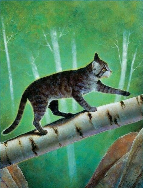 Cinderheart | Warriors Wiki | FANDOM powered by Wikia