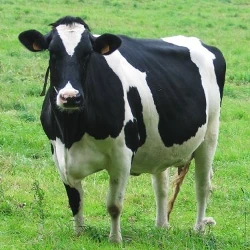 Cow (animal) | Warriors Wiki | Fandom