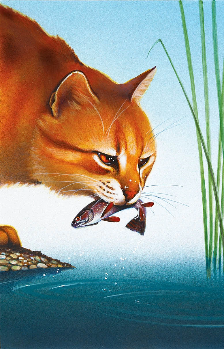 Leopardstar | Warriors Wiki | FANDOM powered by Wikia