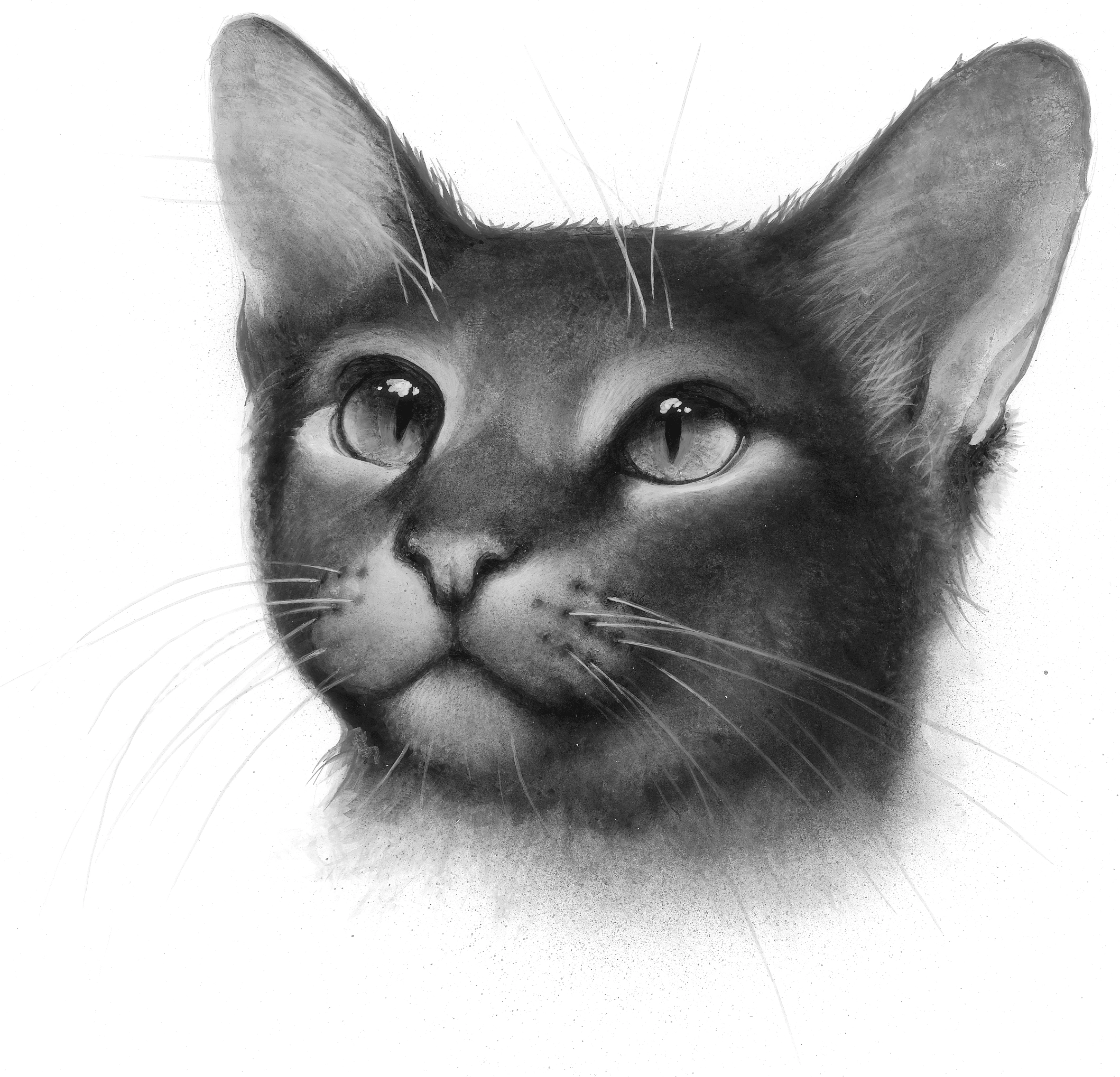 Ashfoot | Warriors Wiki | FANDOM powered by Wikia