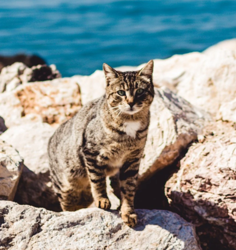 Finchshard | Warriors Fanon Wiki | Fandom