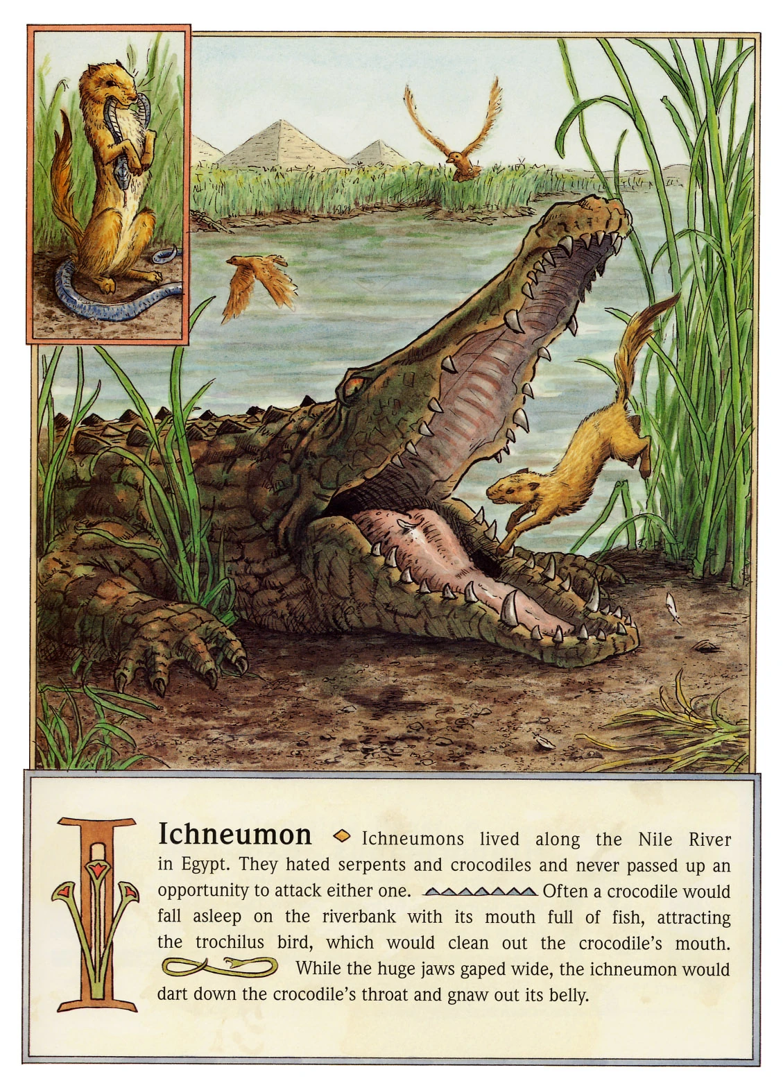 Ichneumon | Warriors Of Myth Wiki | Fandom