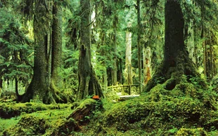 Hoh Rainforest | Washington State Wiki | Fandom