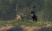 Black Rabbit of Inlé | Watership Down Wiki | FANDOM powered by Wikia