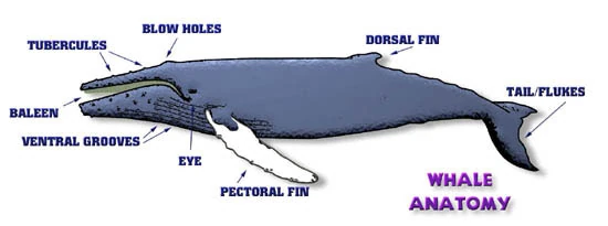Whale Behavior & Anatomy | Whales Wikia | Fandom
