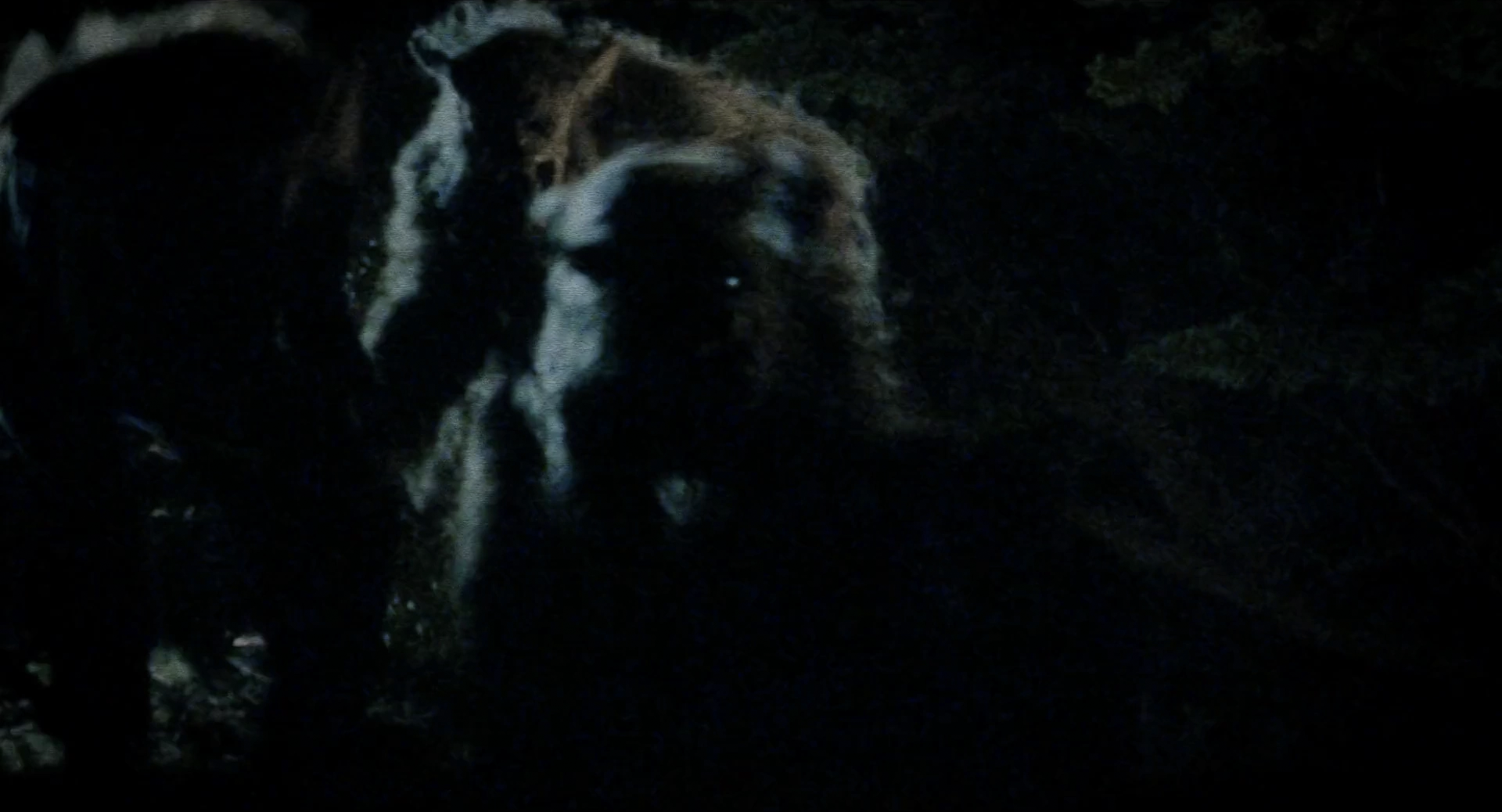 Werewolves | What We Do in the Shadows Wiki | FANDOM powered by Wikia