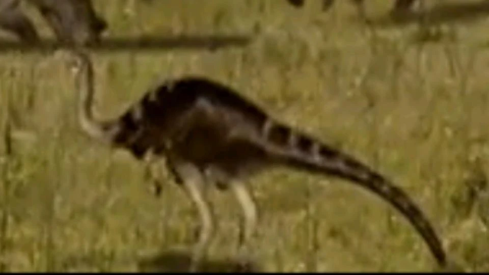 All Animals from When Dinosaurs Roamed America by kingrexy on DeviantArt