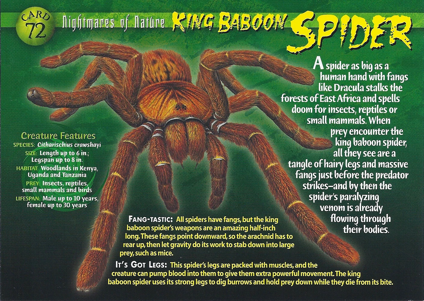 Image - King Baboon Spider front.jpg | Wierd N'wild Creatures Wiki ...
