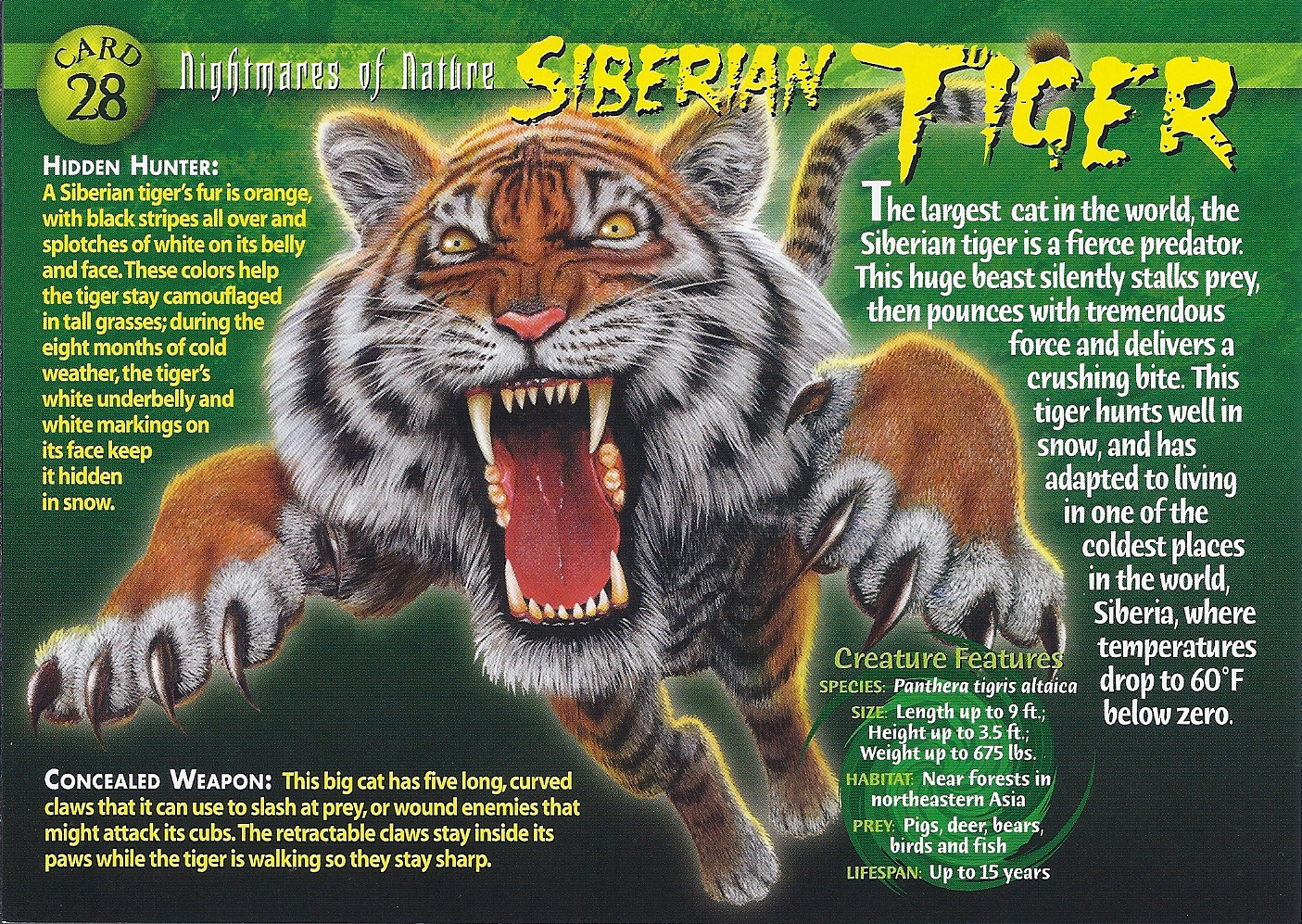 Siberian Tiger | Weird n' Wild Creatures Wiki | FANDOM powered by Wikia Siberian Tiger | Weird n' Wild Creatures Wiki | FANDOM powered by Wikia