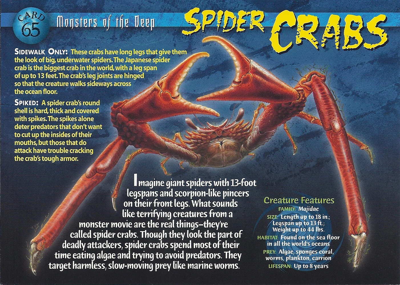 Spider Crabs | Weird n' Wild Creatures Wiki | FANDOM powered by Wikia