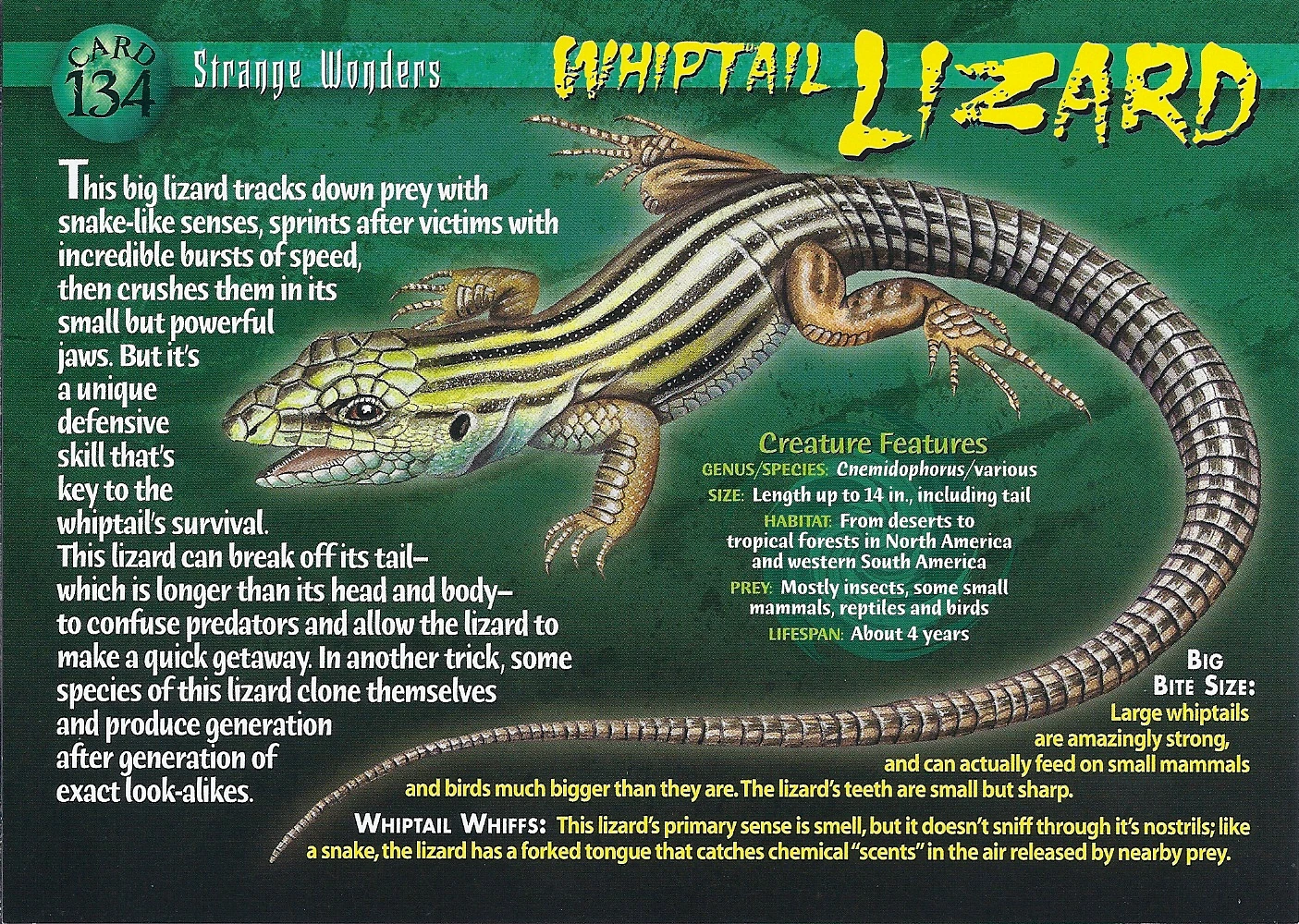 Whiptail Lizard | Weird n' Wild Creatures Wiki | FANDOM powered by Wikia