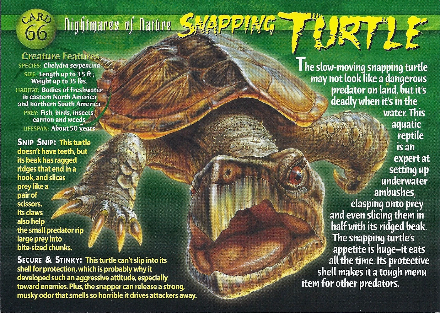 Snapping Turtle | Weird n' Wild Creatures Wiki | FANDOM powered by Wikia