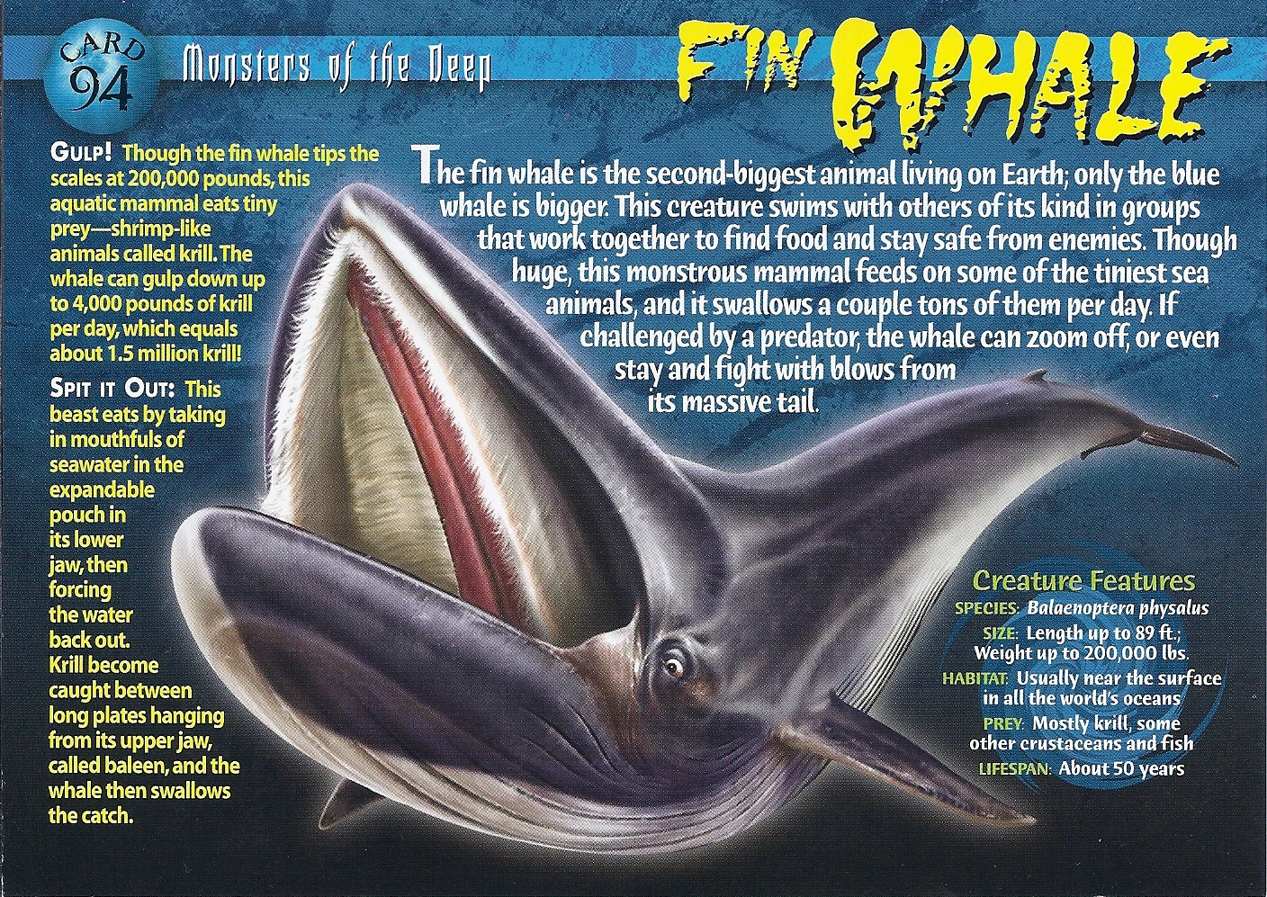 Fin Whale | Weird n' Wild Creatures Wiki | Fandom