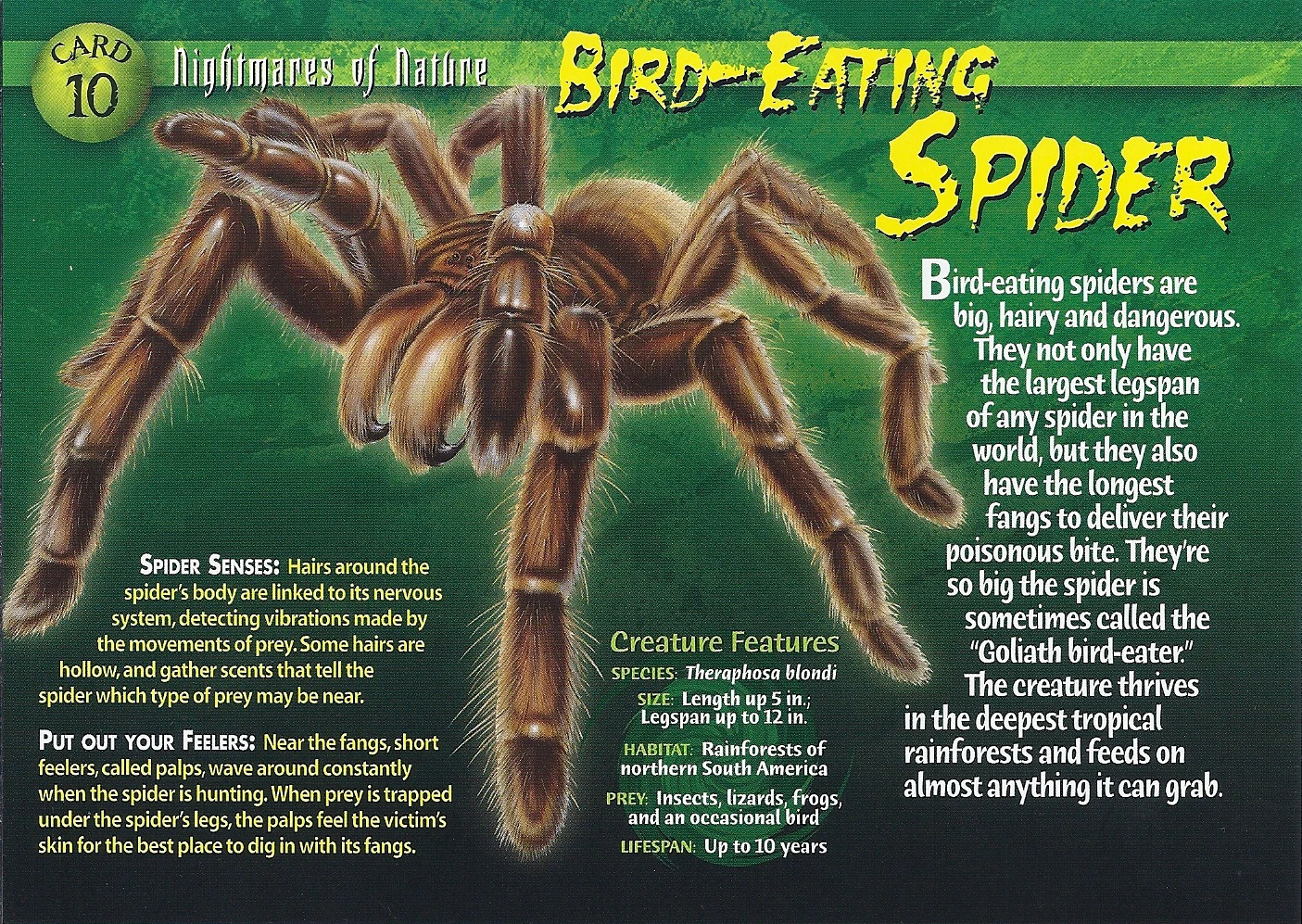 Bird-Eating Spider | Weird n' Wild Creatures Wiki | Fandom