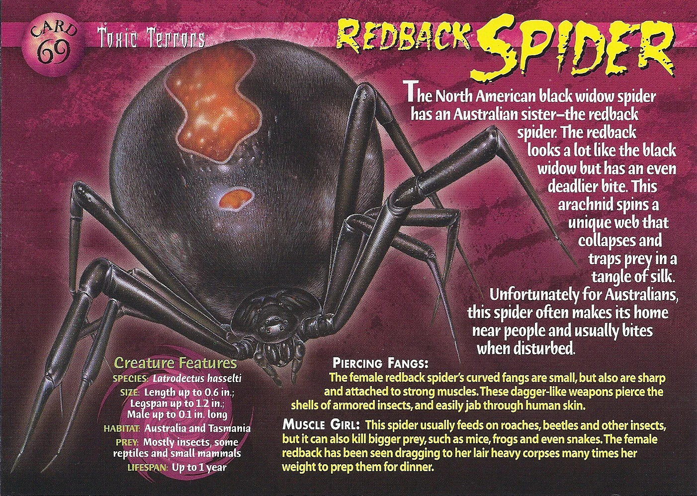 Redback Spider | Weird n' Wild Creatures Wiki | Fandom