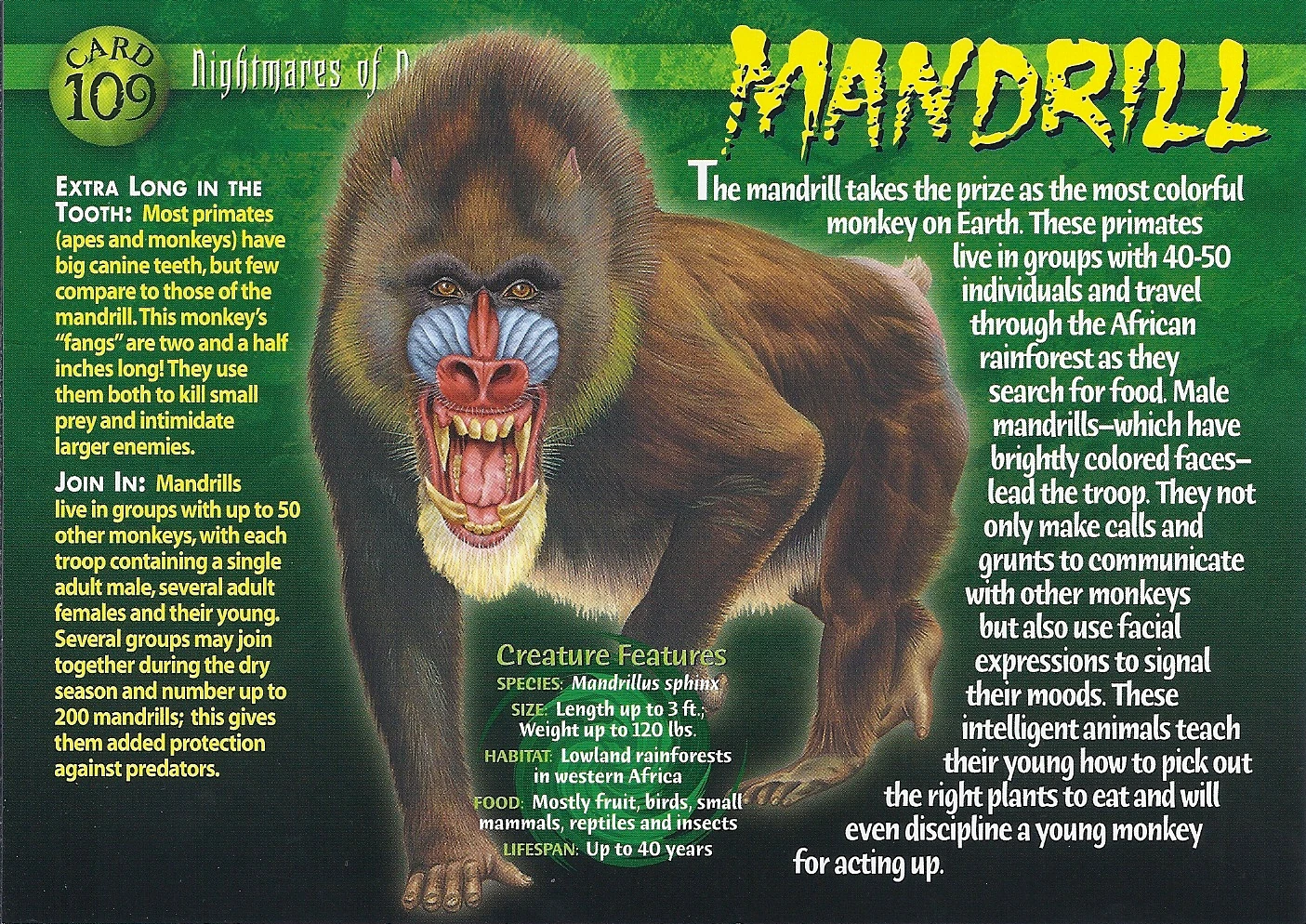 Mandrill | Weird n' Wild Creatures Wiki | FANDOM powered by Wikia
