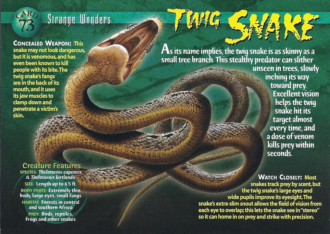 Twig Snake | Weird n' Wild Creatures Wiki | FANDOM powered by Wikia