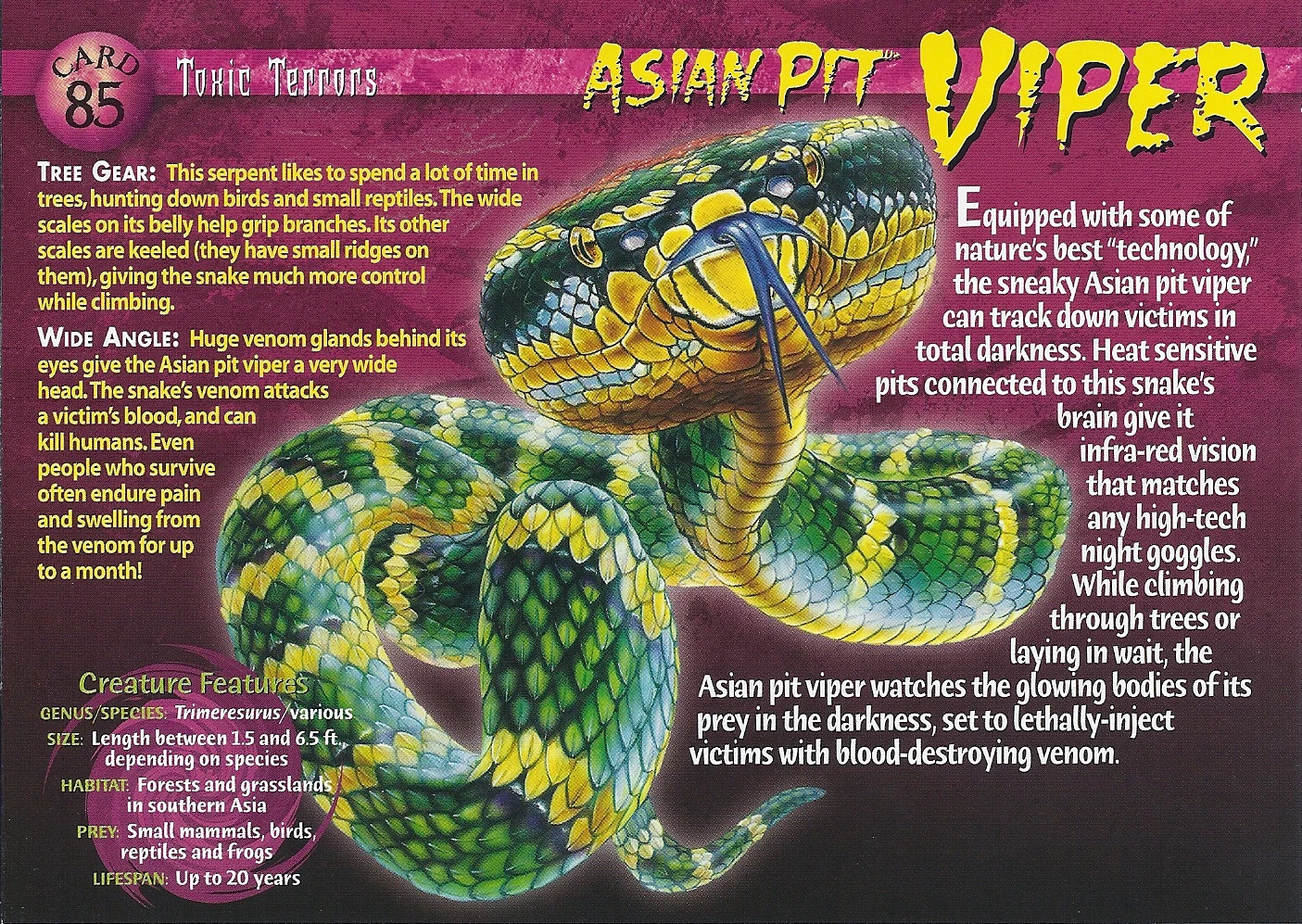 Asian Pit Viper | Weird n' Wild Creatures Wiki | FANDOM powered by Wikia