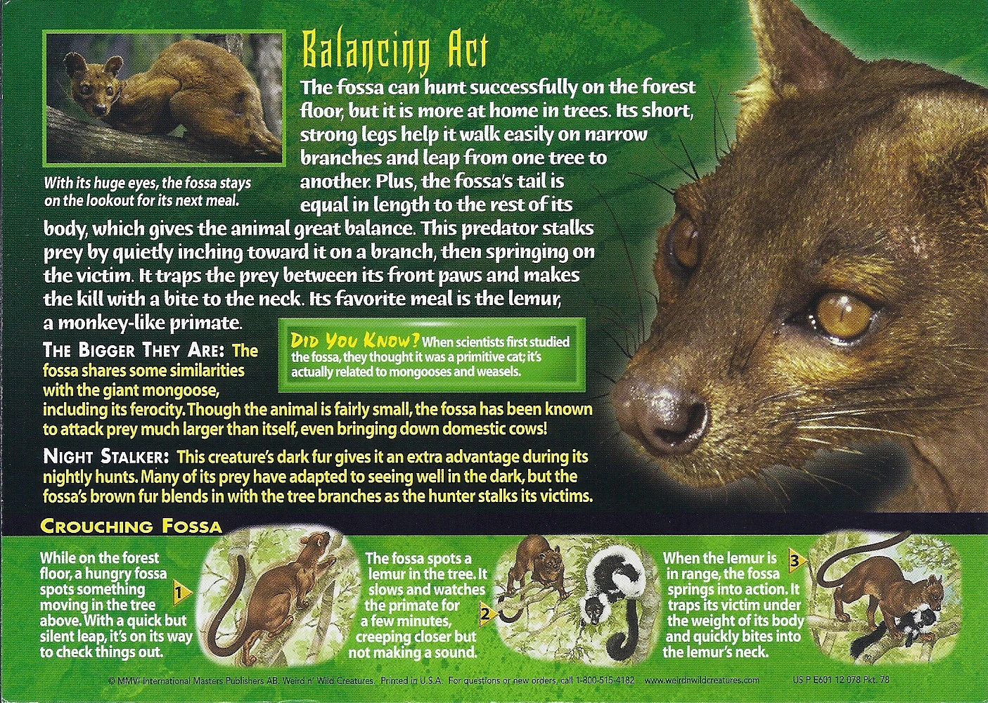 Image - Fossa back.jpg | Weird n' Wild Creatures Wiki | FANDOM powered ...