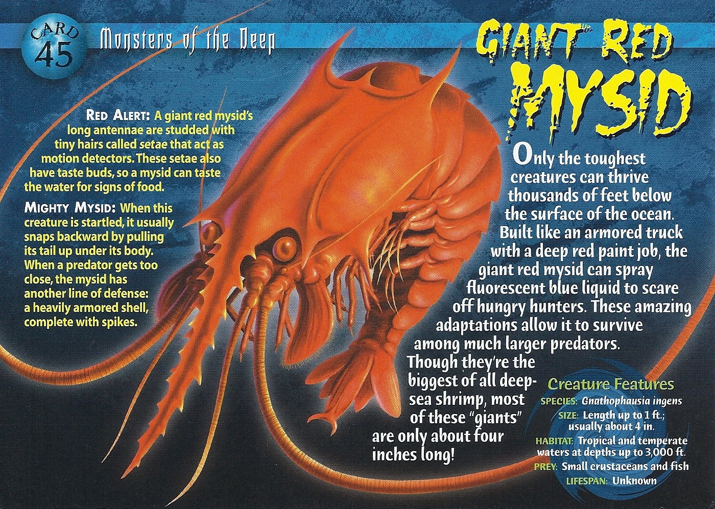 Giant Red Mysid | Weird n' Wild Creatures Wiki | Fandom