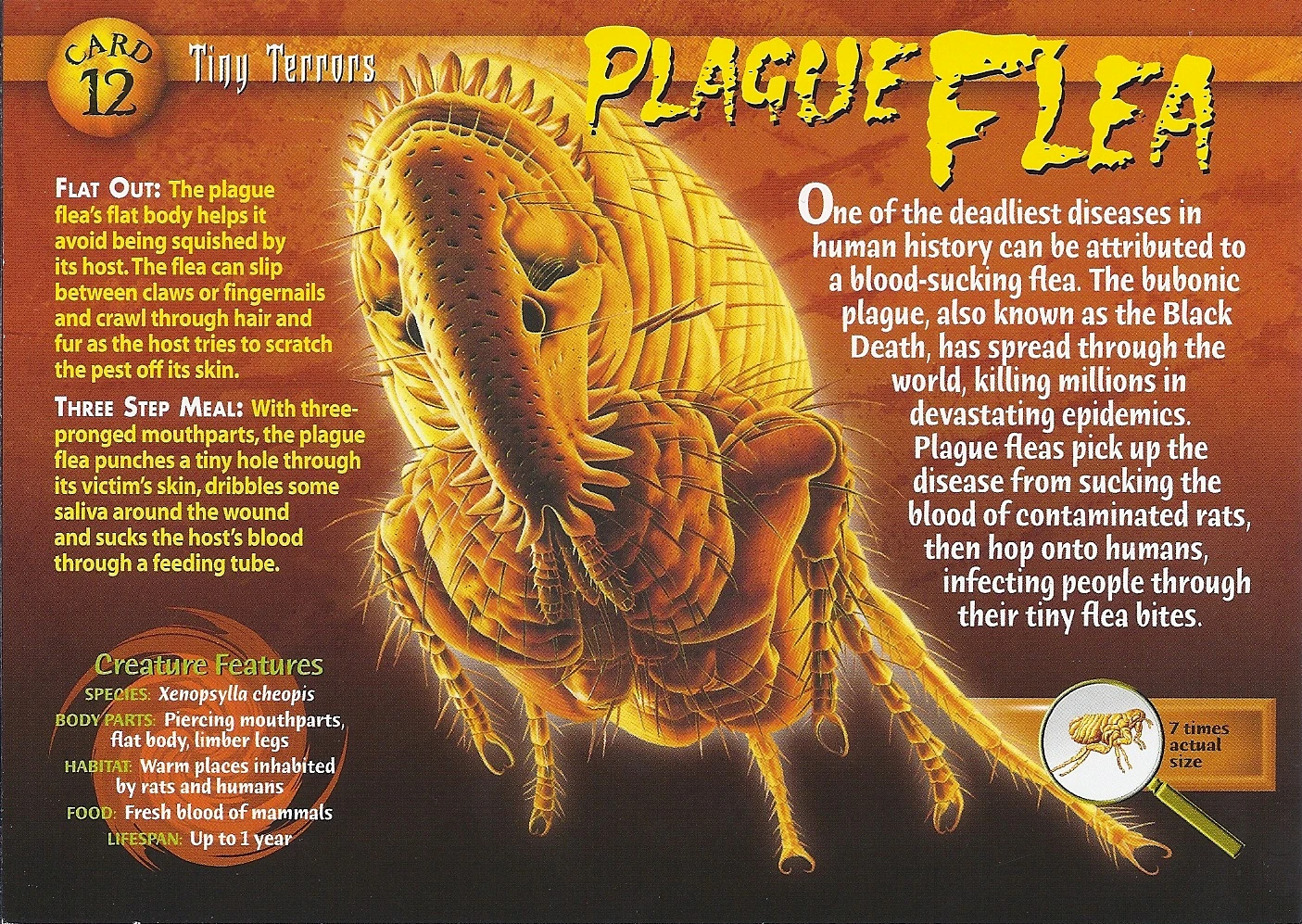 Plague Flea | Weird n' Wild Creatures Wiki | Fandom