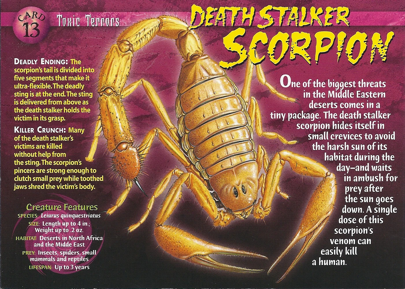 Death Stalker Scorpion | Weird n' Wild Creatures Wiki | FANDOM powered ...