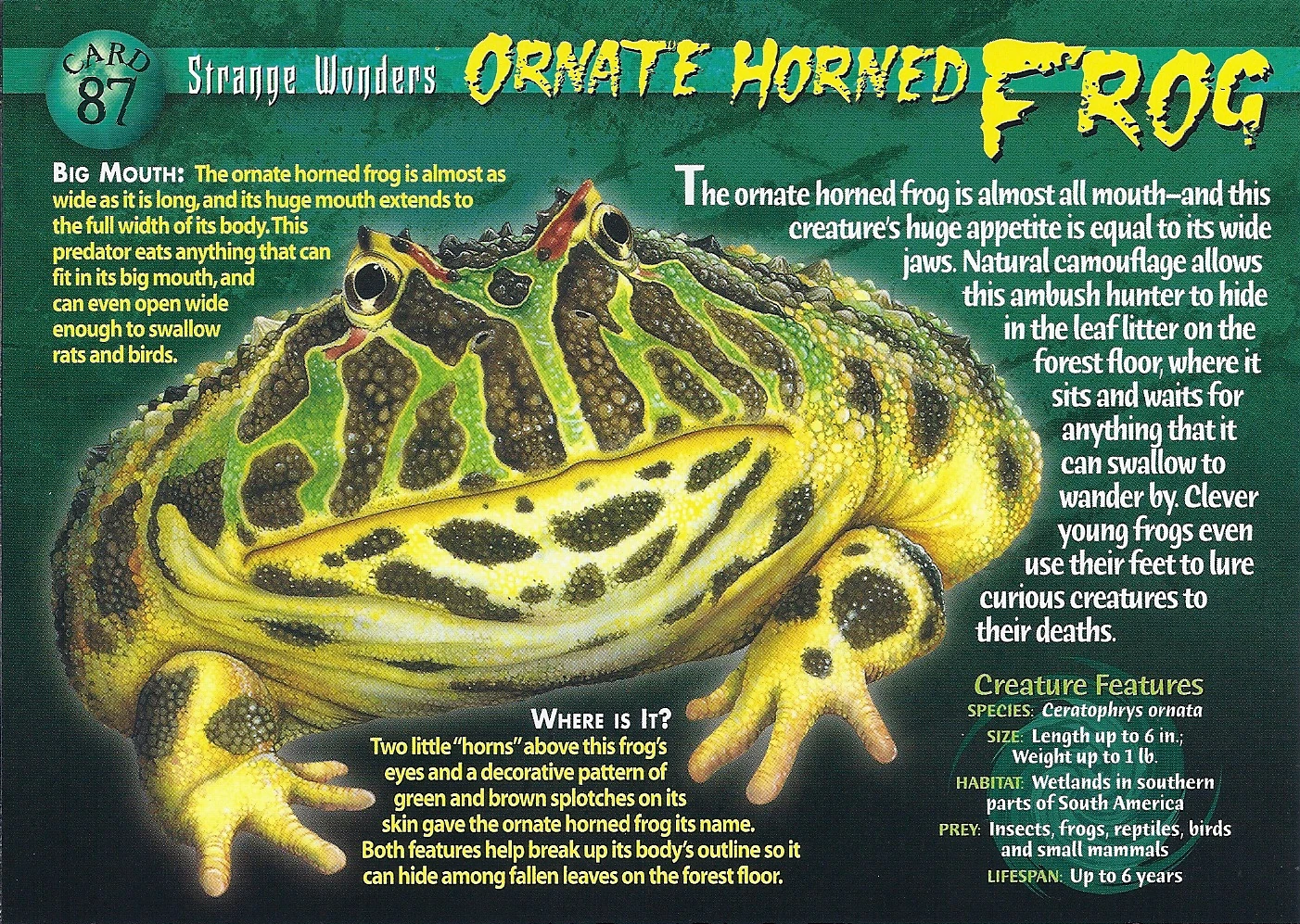 Ornate Horned Frog | Weird n' Wild Creatures Wiki | Fandom