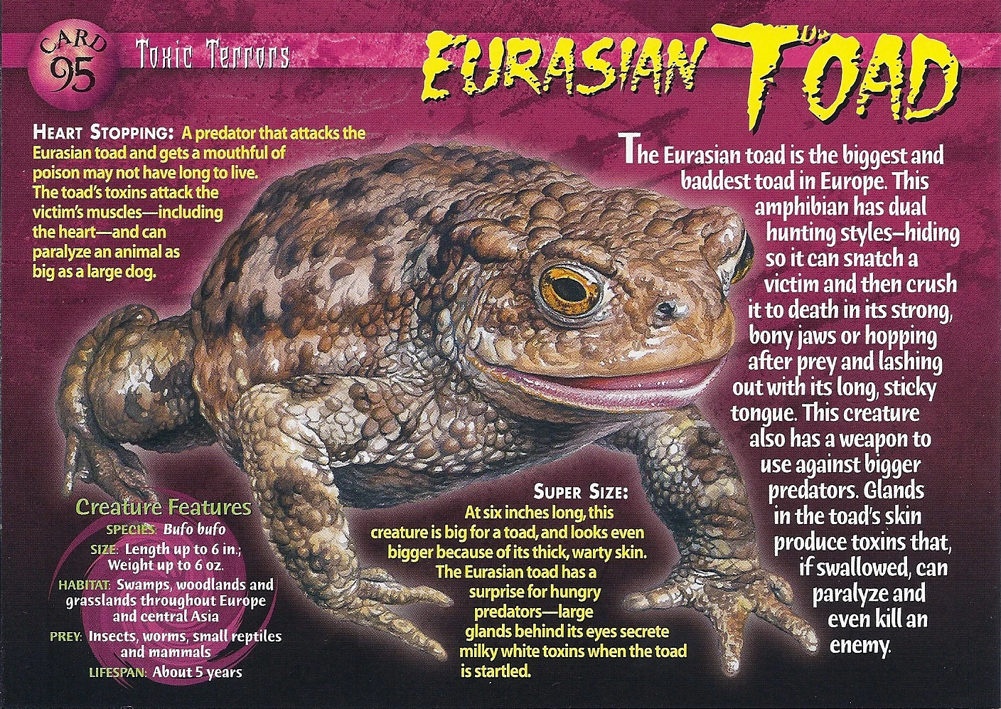 Eurasian Toad | Weird n' Wild Creatures Wiki | Fandom