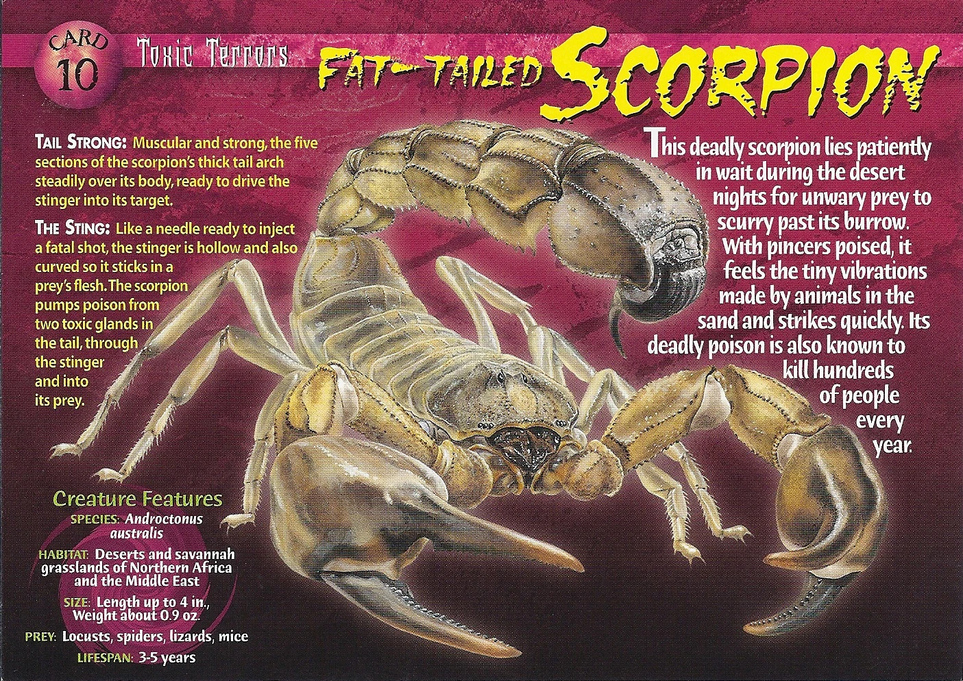 Fat-Tailed Scorpion | Weird n' Wild Creatures Wiki | Fandom