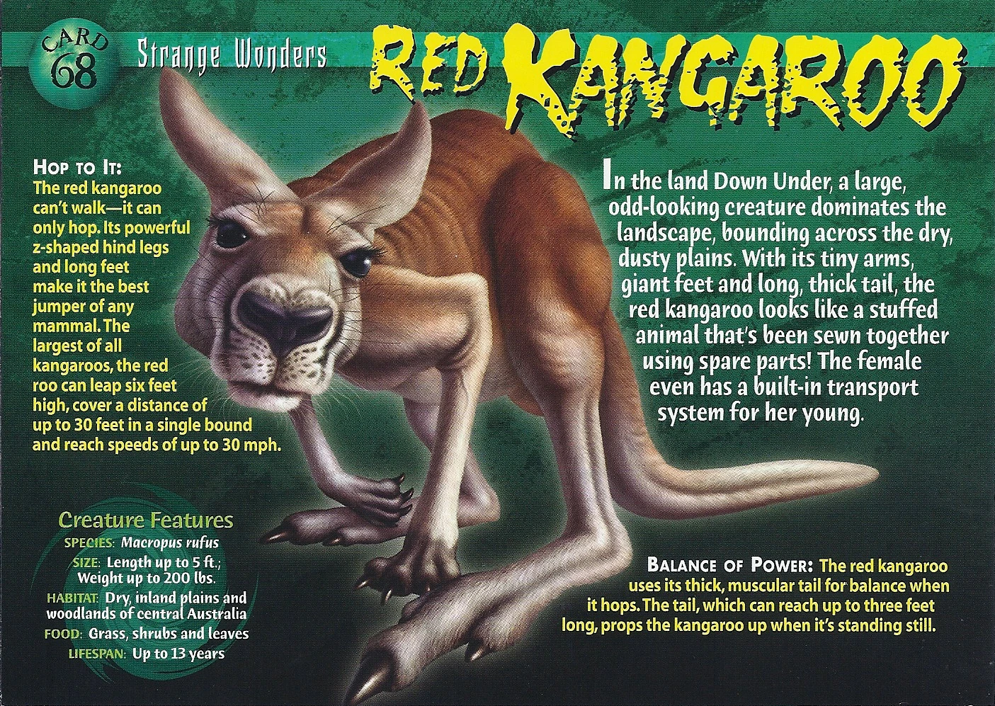 Red Kangaroo | Weird n' Wild Creatures Wiki | Fandom
