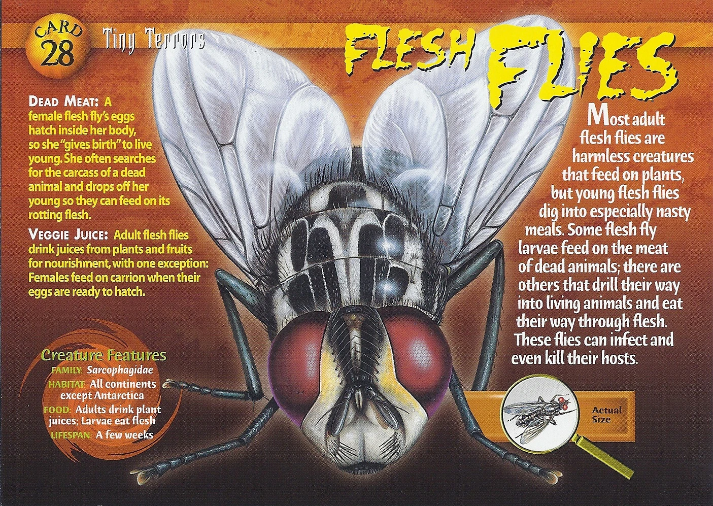 Flesh Flies | Weird n' Wild Creatures Wiki | Fandom