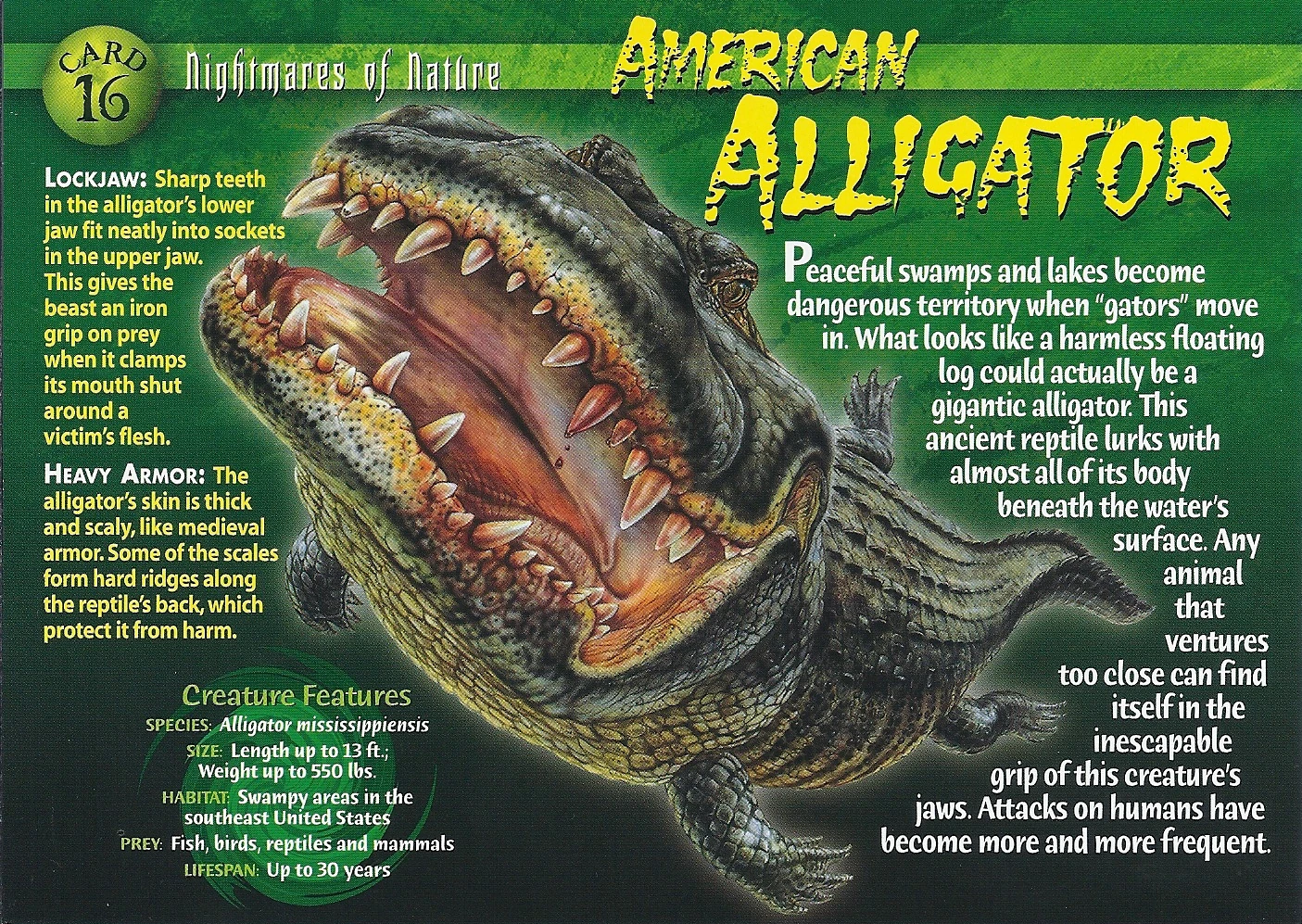 American Alligator | Weird n' Wild Creatures Wiki | FANDOM powered by Wikia