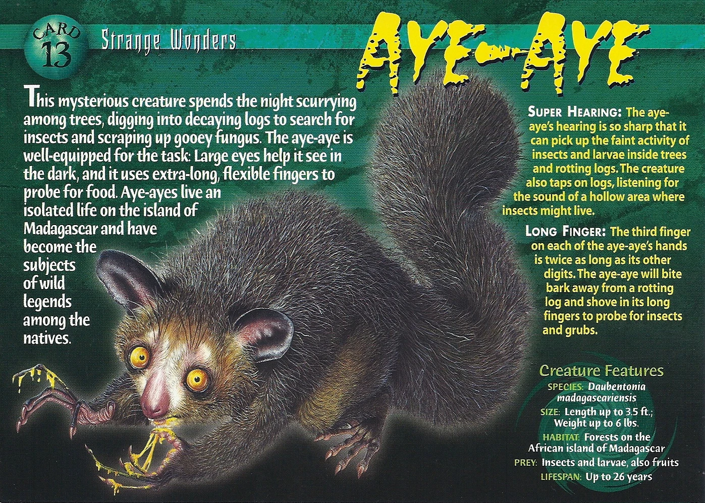 Aye-Aye | Weird n' Wild Creatures Wiki | Fandom