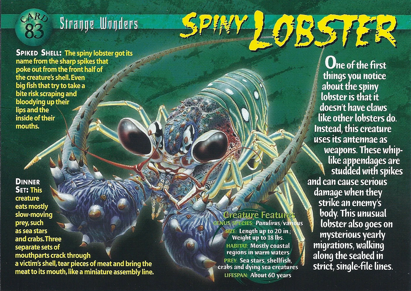 Spiny Lobster | Weird n' Wild Creatures Wiki | Fandom
