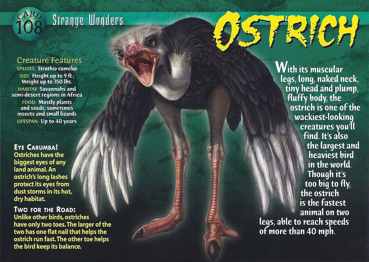 Ostrich | Weird n' Wild Creatures Wiki | FANDOM powered by Wikia