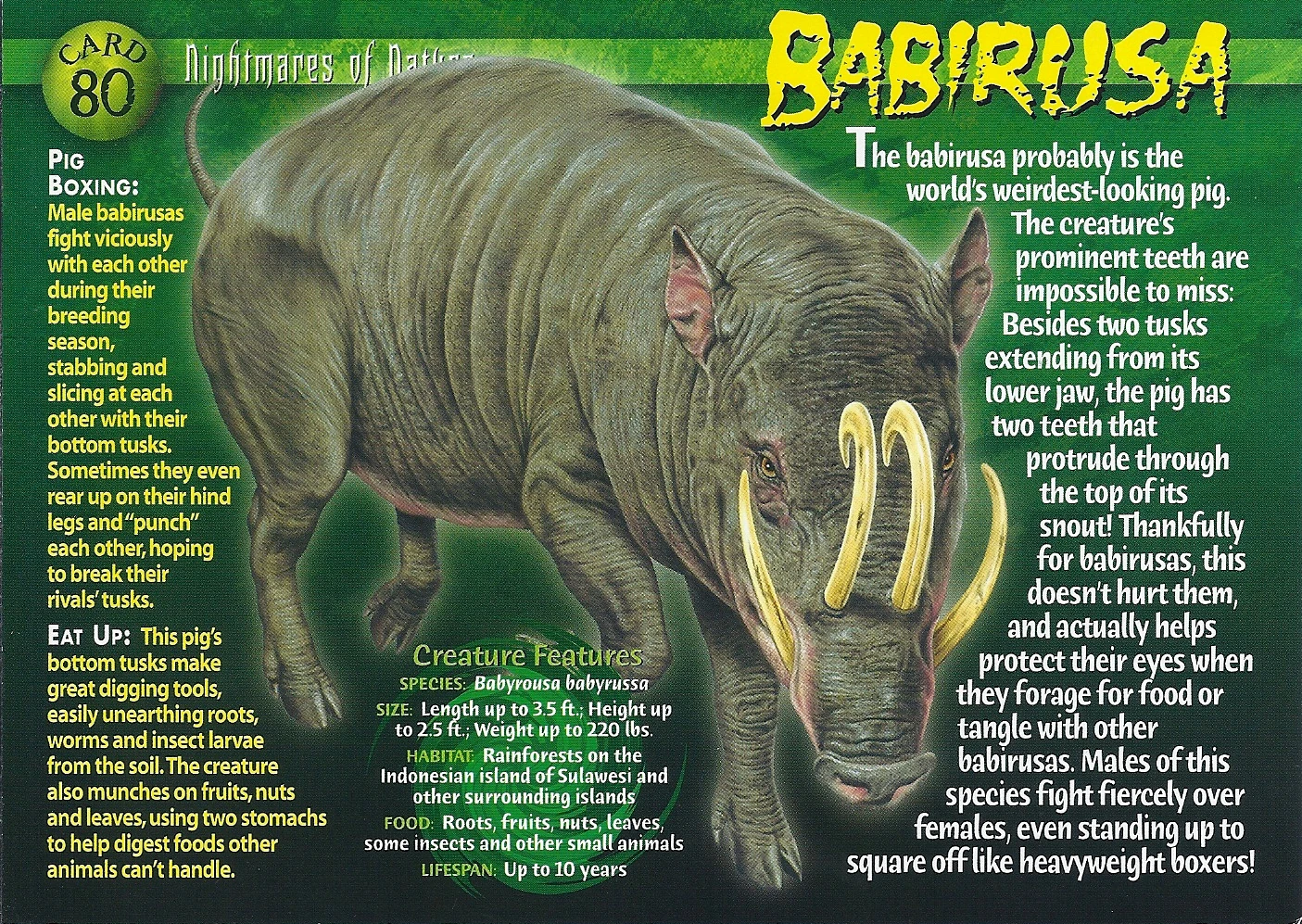 Babirusa | Weird n' Wild Creatures Wiki | Fandom