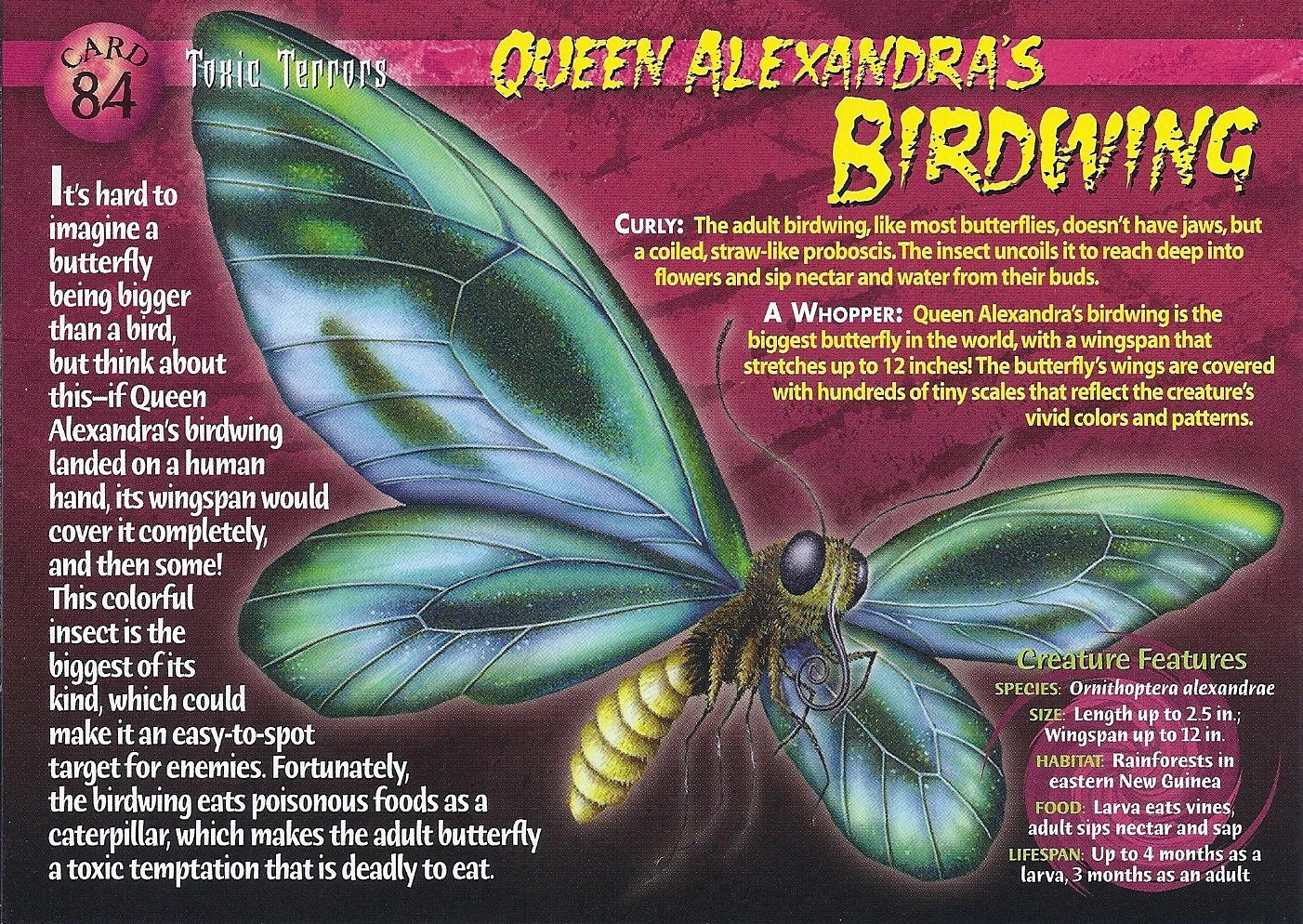 Queen Alexandra's Birdwing | Weird n' Wild Creatures Wiki | FANDOM ...