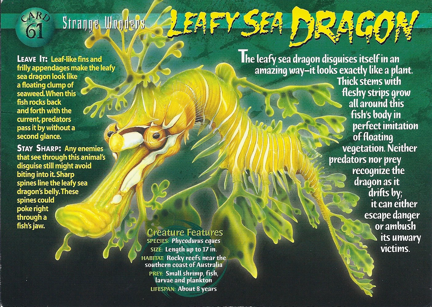 Leafy Sea Dragon | Wierd N'wild Creatures Wiki | FANDOM powered by Wikia