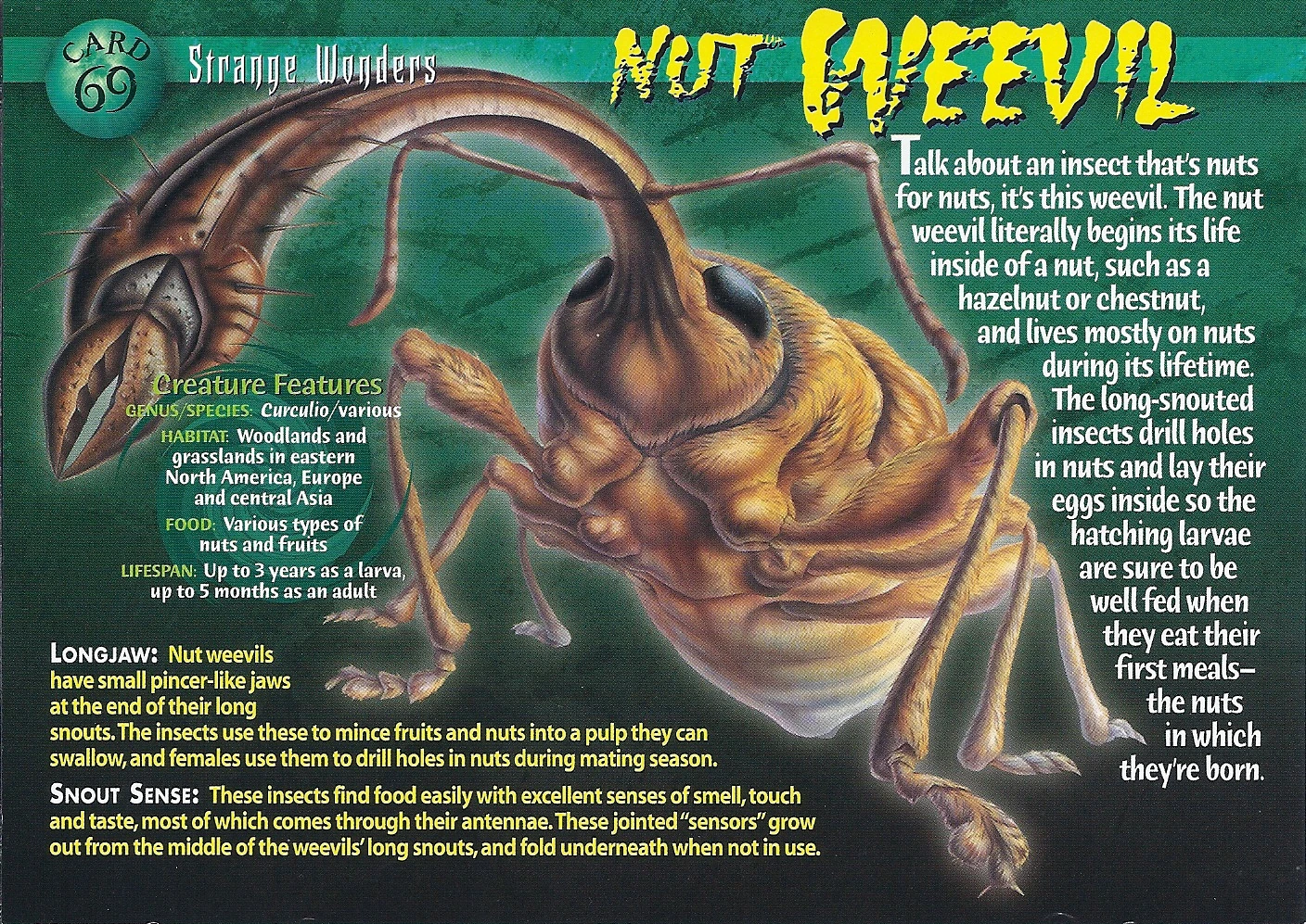 Nut Weevil | Weird n' Wild Creatures Wiki | FANDOM powered by Wikia