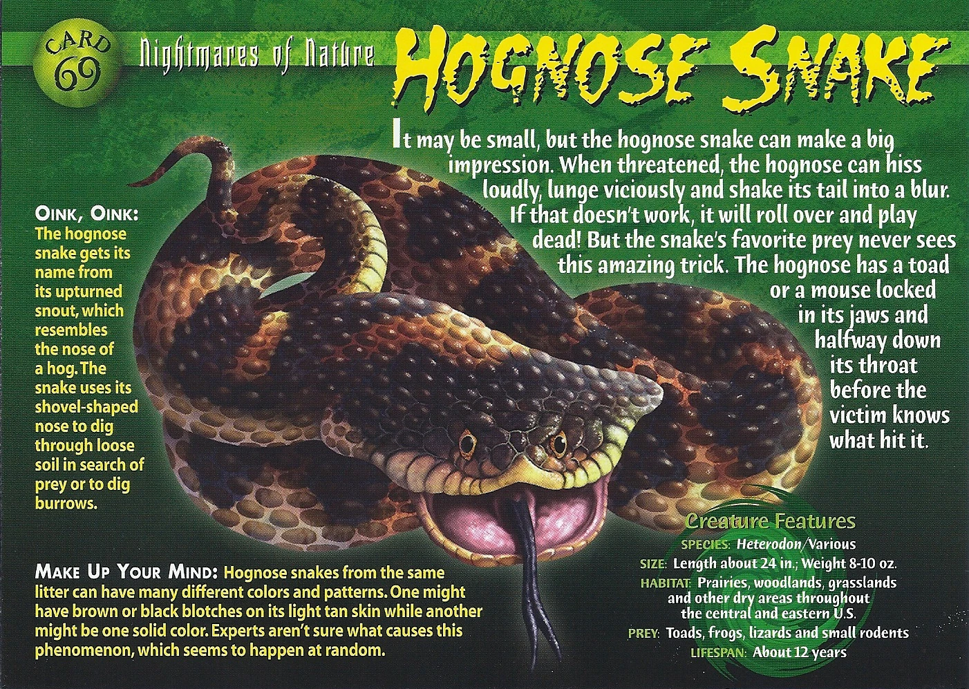 Hognose Snake | Weird n' Wild Creatures Wiki | Fandom