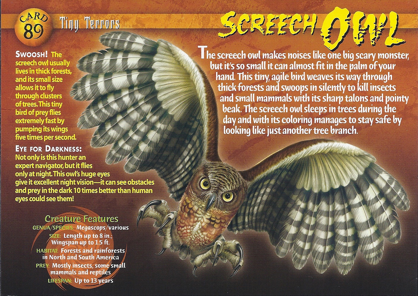 Screech Owl | Weird n' Wild Creatures Wiki | FANDOM powered by Wikia Screech Owl | Weird n' Wild Creatures Wiki | FANDOM powered by Wikia