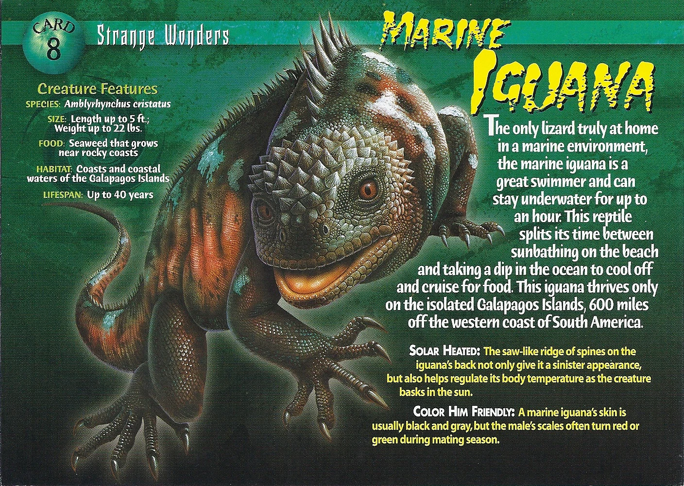 Marine Iguana | Weird n' Wild Creatures Wiki | Fandom