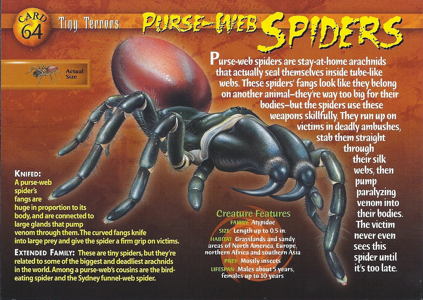 Purse-Web Spiders | Weird n' Wild Creatures Wiki | Fandom