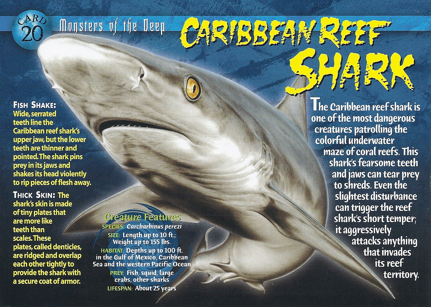 Caribbean Reef Shark | Weird n' Wild Creatures Wiki | Fandom Caribbean Reef Shark | Weird n' Wild Creatures Wiki | Fandom