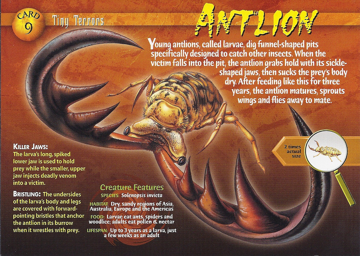 Antlion | Weird n' Wild Creatures Wiki | Fandom Antlion | Weird n' Wild Creatures Wiki | Fandom