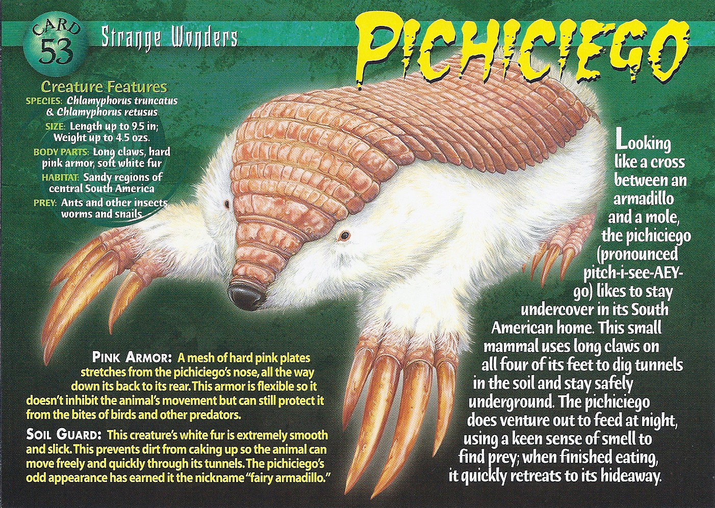 Pichiciego | Weird n' Wild Creatures Wiki | Fandom