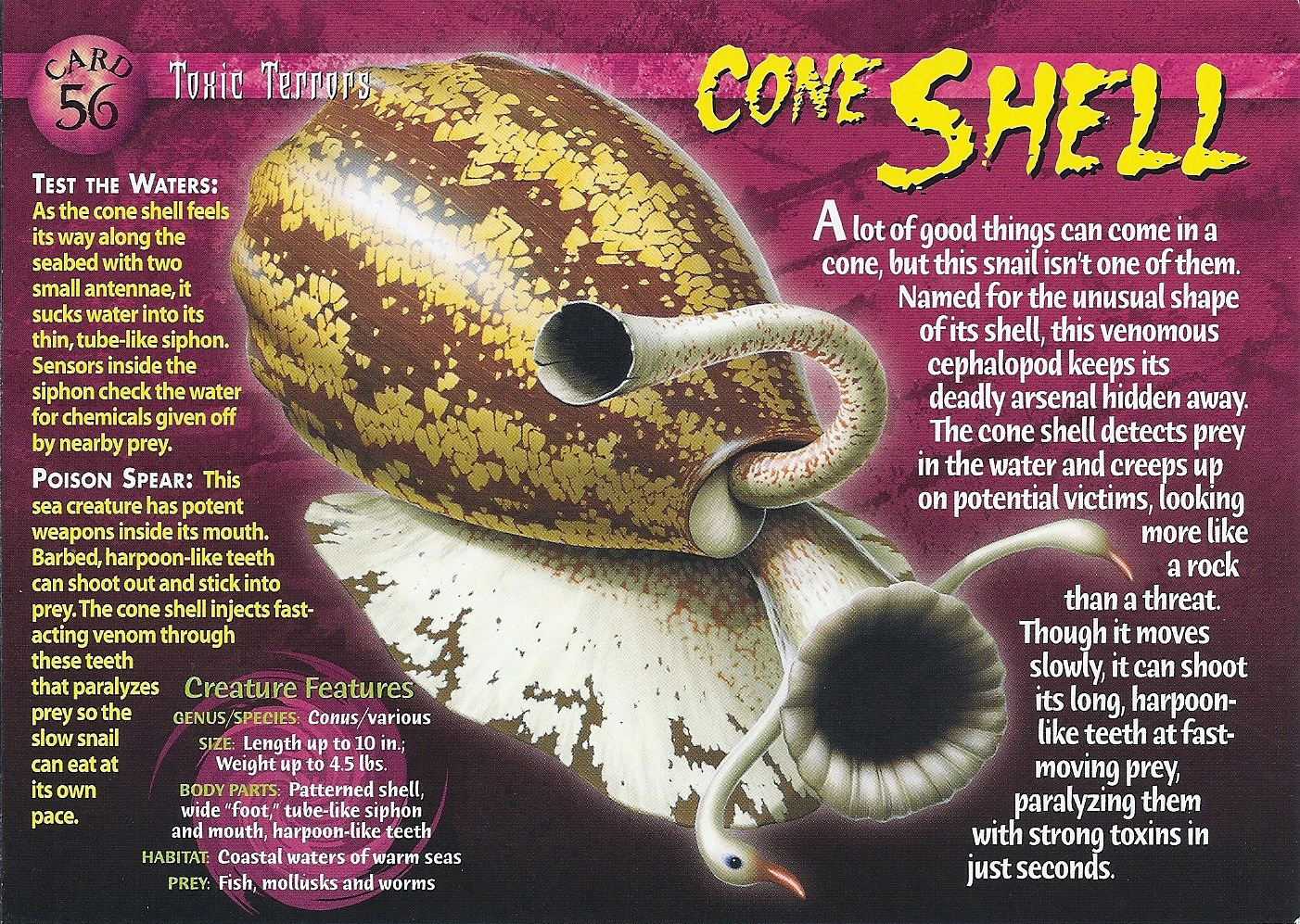Cone Shell | Weird n' Wild Creatures Wiki | Fandom