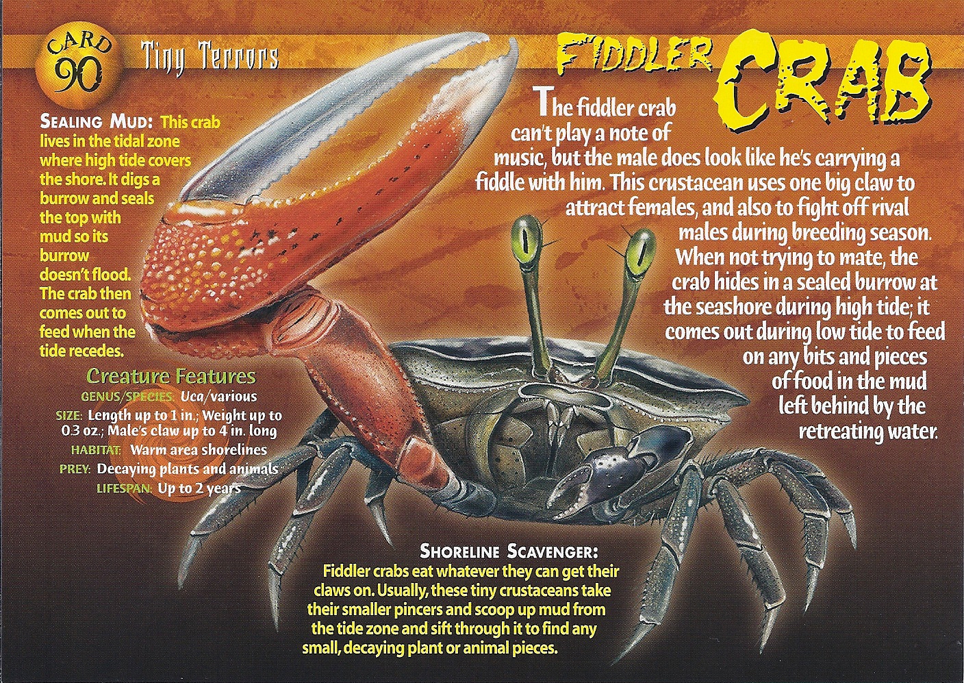 Fiddler Crab | Weird n' Wild Creatures Wiki | FANDOM powered by Wikia Fiddler Crab | Weird n' Wild Creatures Wiki | FANDOM powered by Wikia