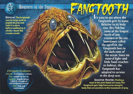 Fangtooth Fish - How does the Fangtooth Fish Survive? - SeaFish